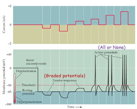 Difference Between Graded Potential And Action Potential