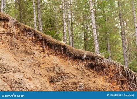 Tree Roots Exposed Due To Soil Erosion Stock Image Image Of Nature Damage