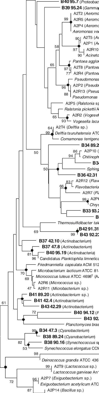 Dendrogram Constructed On Basis Of Partial 16s Rrna Gene Sequences 111