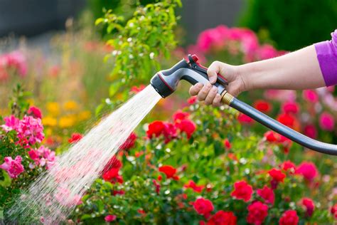 Tips For Protecting Your Garden From Extreme Heat
