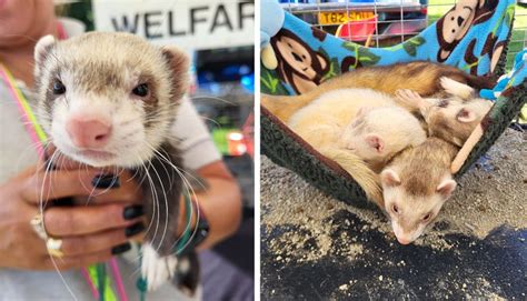 Best Bits 2023 The National Country Show