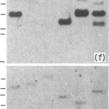 The Strategy For Sequencing And The Framework Of Exon And Intron Are Download Scientific
