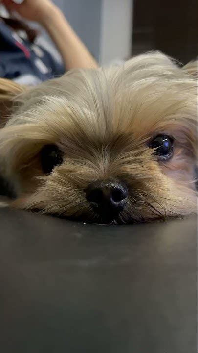 언냐 나 자꾸 눈이 감겨 Youtube