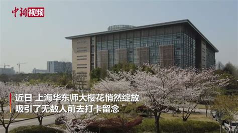美上海华师大樱花绽放 凤凰网视频 凤凰网