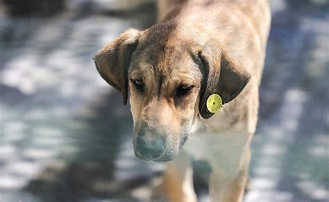 ببینید لحظه حمله مرگبار سگ ولگرد به دختر ۸ساله نکایی سایت انتخاب