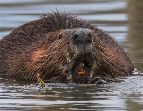 Acadias North American Beaver The Ultimate Keystone Species Us