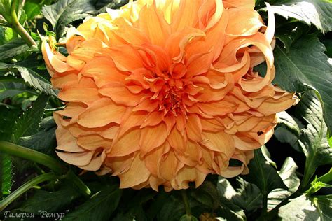 Декоративные георгины