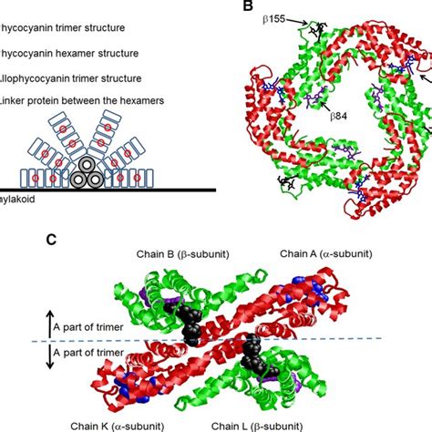 Schematic Representation Of Pbs Three‐dimensional Structures Of The