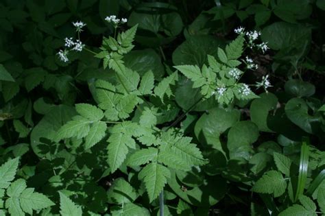 Osmorhiza Longistylis Apiaceae Image 45650 At