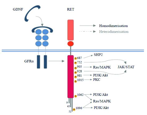 Schematic Ret Protein Structure Showing Phosphorylation Sites Ret Download Scientific Diagram