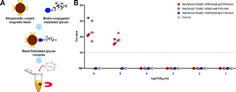 A Schematic Illustration Of Magnetic Bead Based Shav Binding Assay Download Scientific