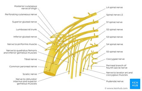 Lumbosacral Plexus Anatomy Human Anatomy Lumbar