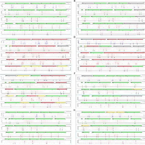Str Loci Profiles Genotyped In Mixed Samples A Genotyping In Sperm