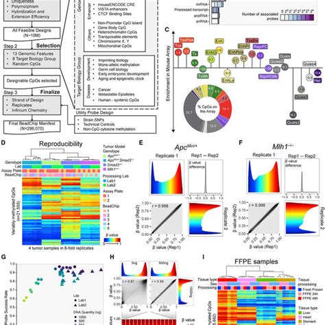 Mouse Strain Specific Snp Probes Facilitate Tracing Of Backcross