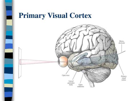 PPT The Visual System PowerPoint Presentation Free Download ID 495943