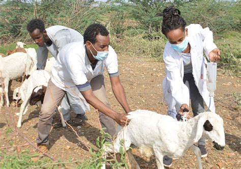 Eritreas Agricultural Progress In Different Sub Sectors Eritrea Ministry Of Information