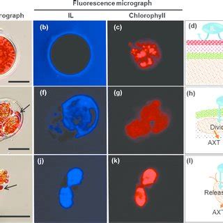 PDF Breaking Dormancy An Energy Efficient Means Of Recovering Astaxanthin From Microalgae