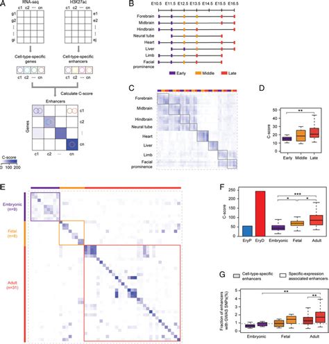 Enhancers Contribute To Cell Type Specific Gene Expression Download Scientific Diagram
