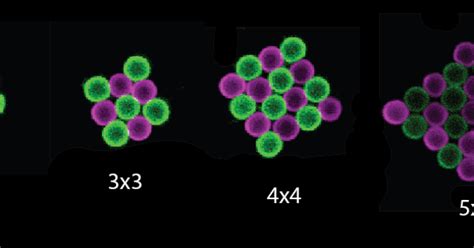A First In The Lab A Tiny Network That Is Both Strong And Flexible