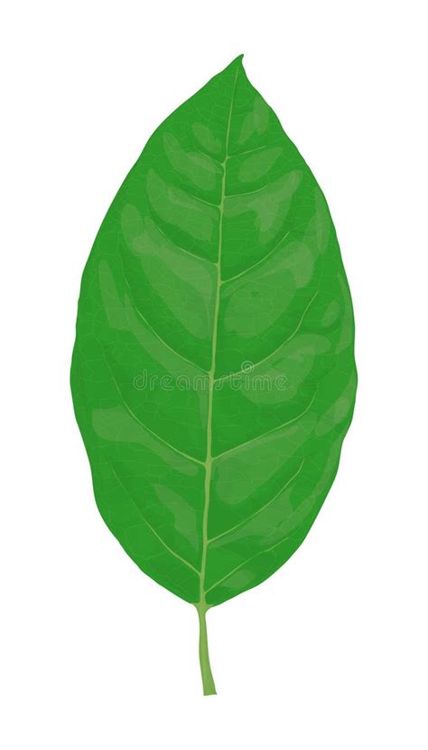 Oxygen Leaf Stock Illustrations 10881 Oxygen Leaf Stock