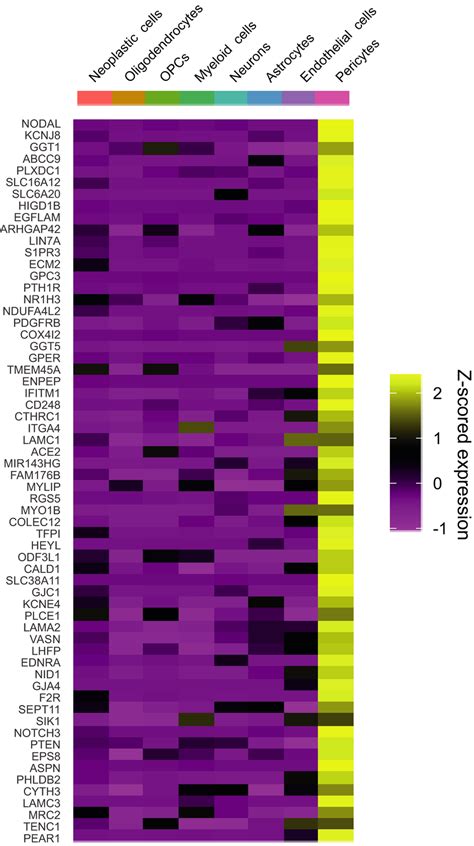 Expression Of Mouse Pegs In Human Tumour Brain Cell Types Heatmap