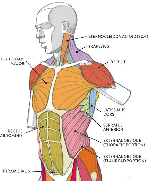 An Image Of The Muscles And Their Major Functions In Human Body Diagram With Labels On It
