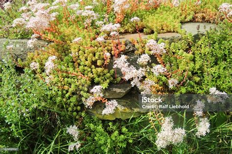 독일 정원의 돌 바위에 피는 지상 커버 식물 흰색 석조 의 클로즈업 0명에 대한 스톡 사진 및 기타 이미지 0명 개화기 계절 Istock