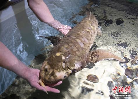 美国旧金山90岁澳大利亚肺鱼引人关注 新浪图片