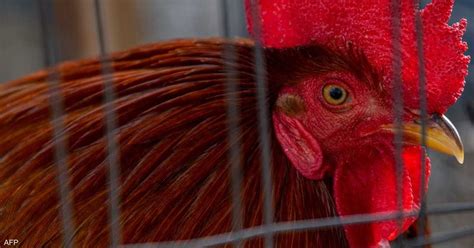 نهاية مروعة لرجل قتله ديك بقسوة سكاي نيوز عربية