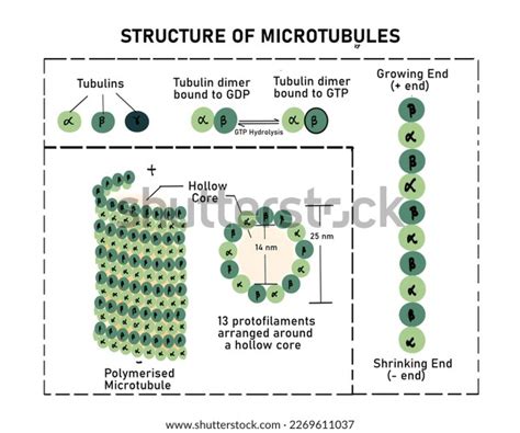 Microtubules Largest Cytoskeletal Structures Hollow Structure Stock