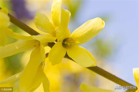 連翹花開春方好不負春光不負卿 每日頭條