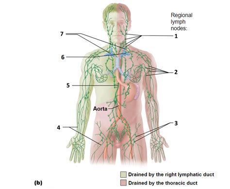 Ap Lymphatic System Diagram Quizlet