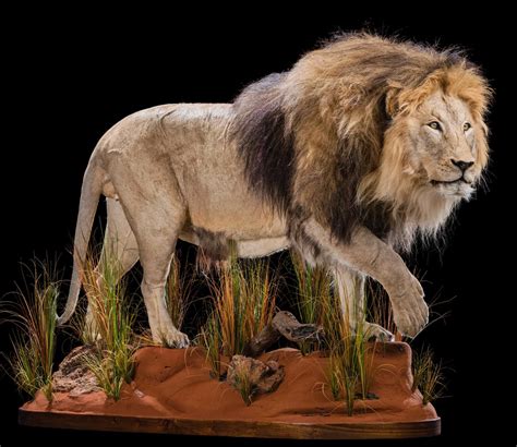 Exotic Animals Taxidermy Dutch Artists Breathe New Life Into
