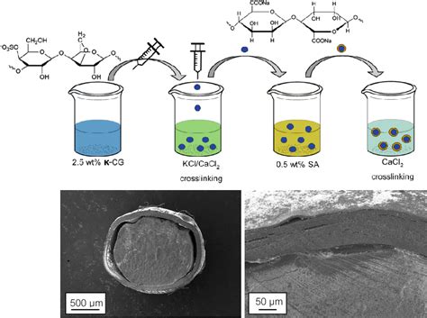 Figure 1 From Kappa Carrageenansodium Alginate Based Core Shell