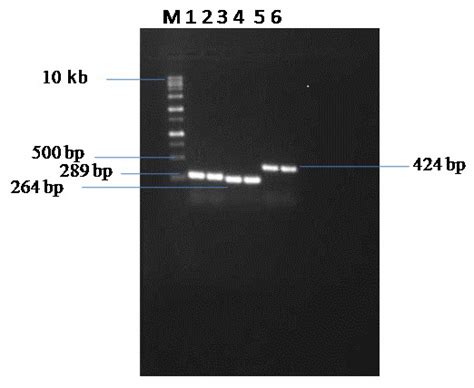 Sequence Characterized Amplified Region Scar Marker Specific To Ruta