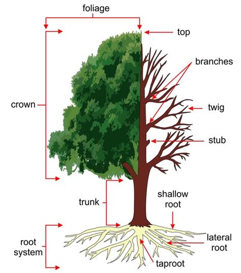 The Anatomy Of A Tree