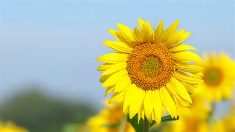 노란 해바라기가 닫힙니다 노랑 파랑 색상 우크라이나의 색상 맑고 푸른 하늘 맑은 하늘 배경에 피는 해바라기 배경에 해바라기가 있는 농업 분야 해바라기 개화 0명에 대한 스톡