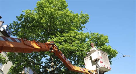 All Important Aspects Of Tree Cutting Using Crane Are Explained DGS3