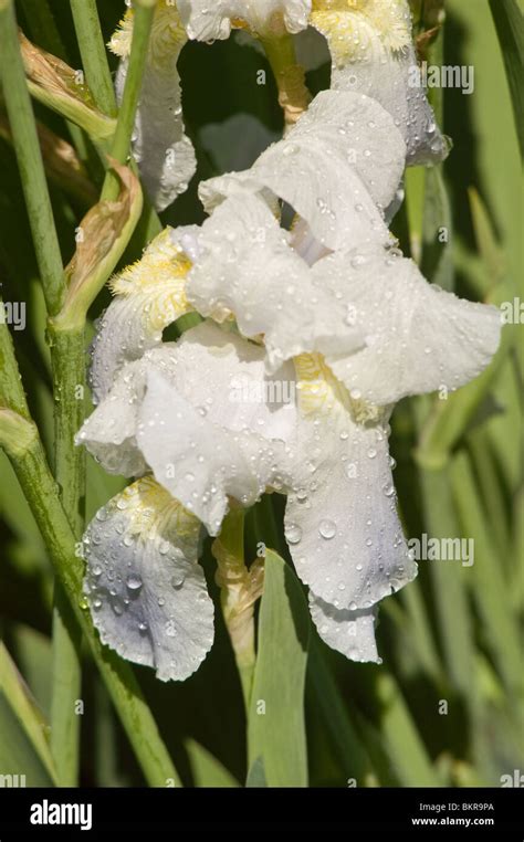 Pale Blue Flowers Of Orris Iris Barbata Elatior Var Florentina Kosaciec Brodkowy Kosaciec