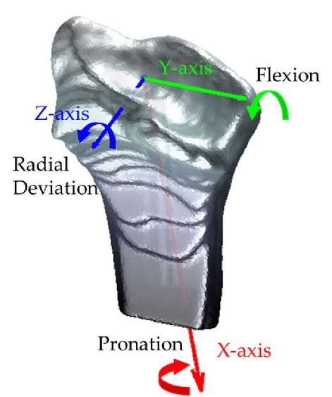 Definition Of The Radius Based Coordinate System Positive Axis Download Scientific Diagram