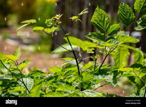 Botanical Collection Of Medicinal Plants And Herbs Eleutherococcus