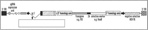 Gene Therapy Startups And Their Patents Parola Analytics