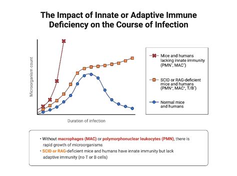 The Impact Of Innate Or Adaptive Immune Deficiency On The Course Of