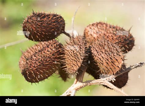 Hardwood Trees With Seed Pods At Rosie Halsey Blog
