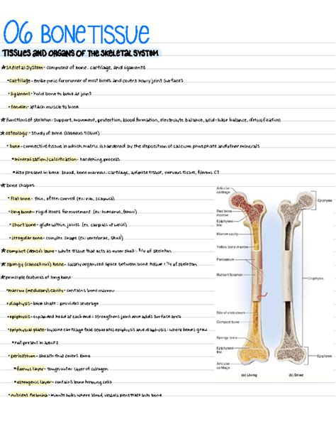 Chapter 6 Handwritten Notes From The Lecture Slides Of Dr Bing In Spring 2021 Semester