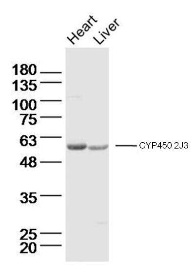 Cytochrome P450 2j3 Antibody价格详情介绍 960化工网 960化工网