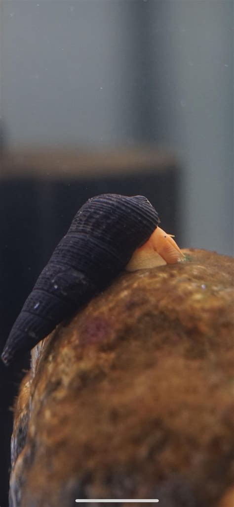 Got My First Rabbit Snail Yesterday And Im Obsessed I Need More 🥹 R Snails