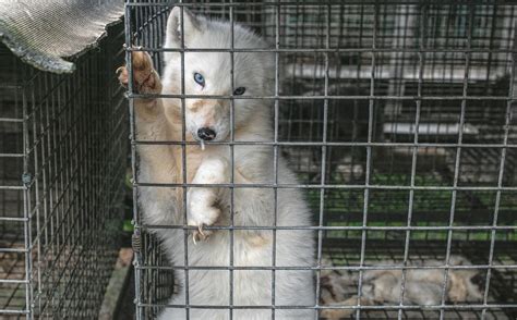 Fur Farming
