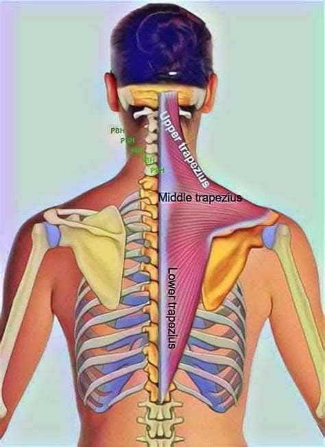Уламжлалт анагаах ухаан Added A Уламжлалт анагаах ухаан
