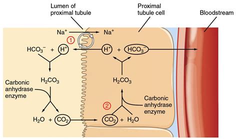 Acid Base Balance Anatomy And Physiology Ii